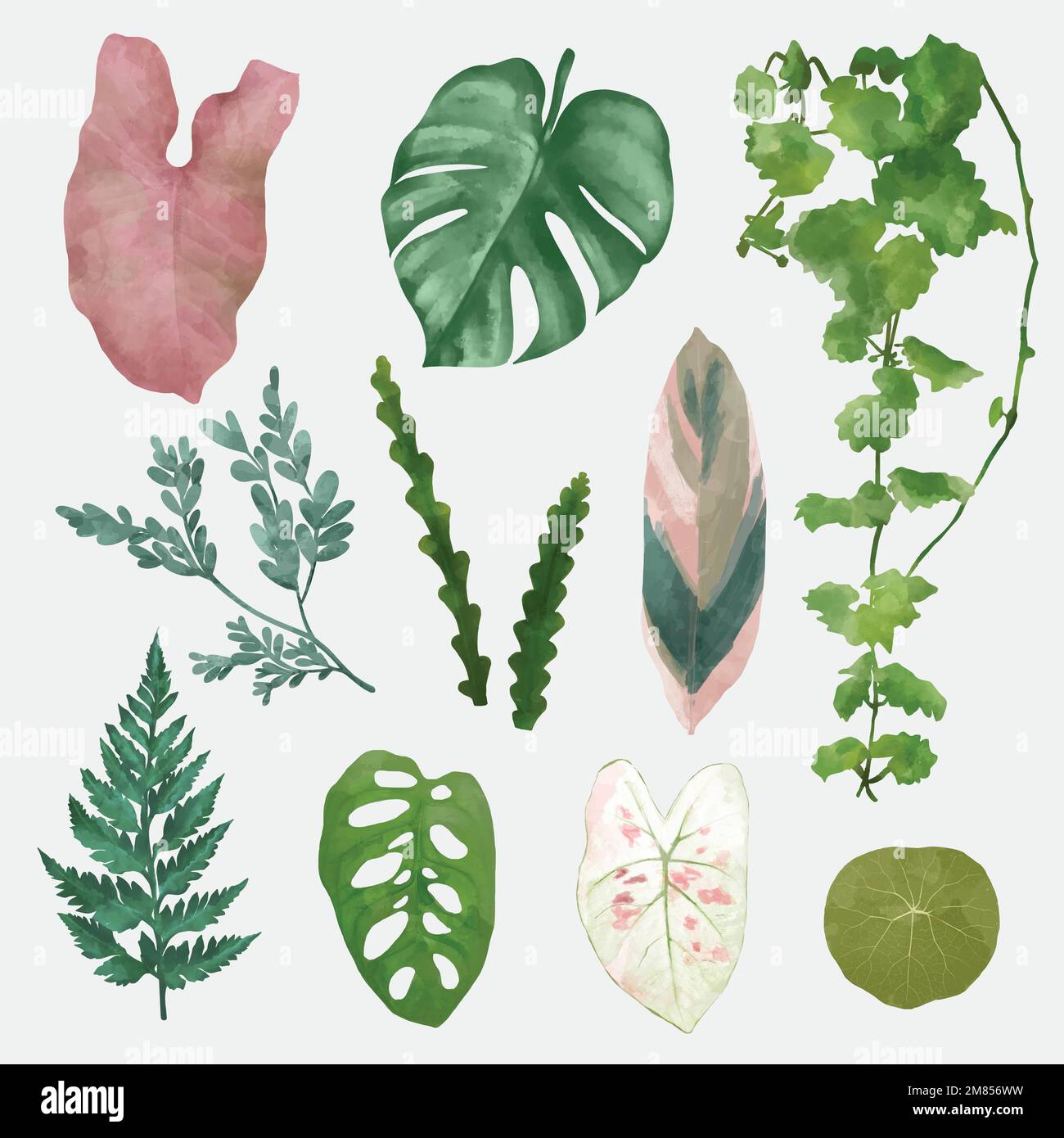 Plant leaf element vector set Stock Vector Image & Art - Alamy