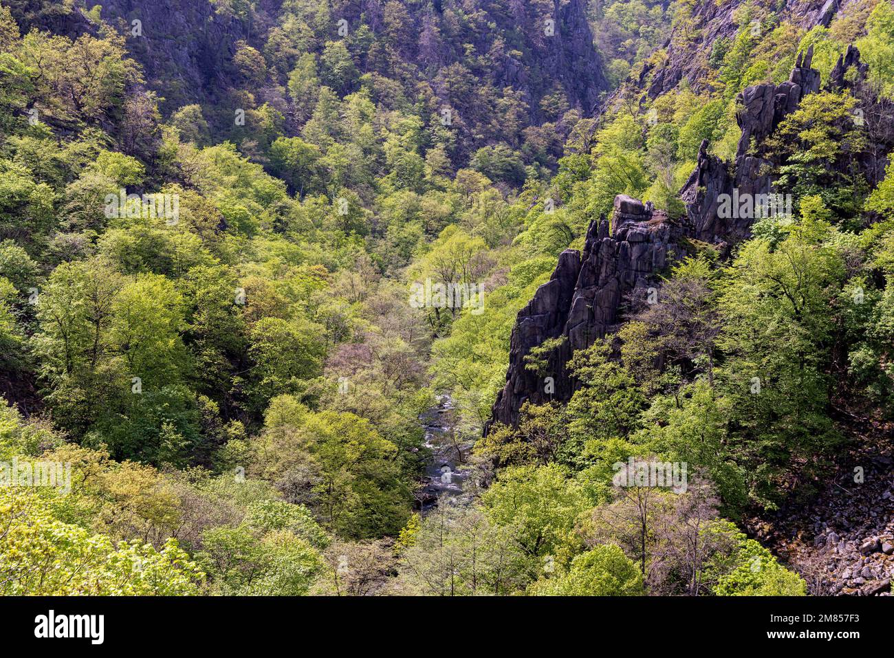 Fruhling in thale hi-res stock photography and images - Alamy