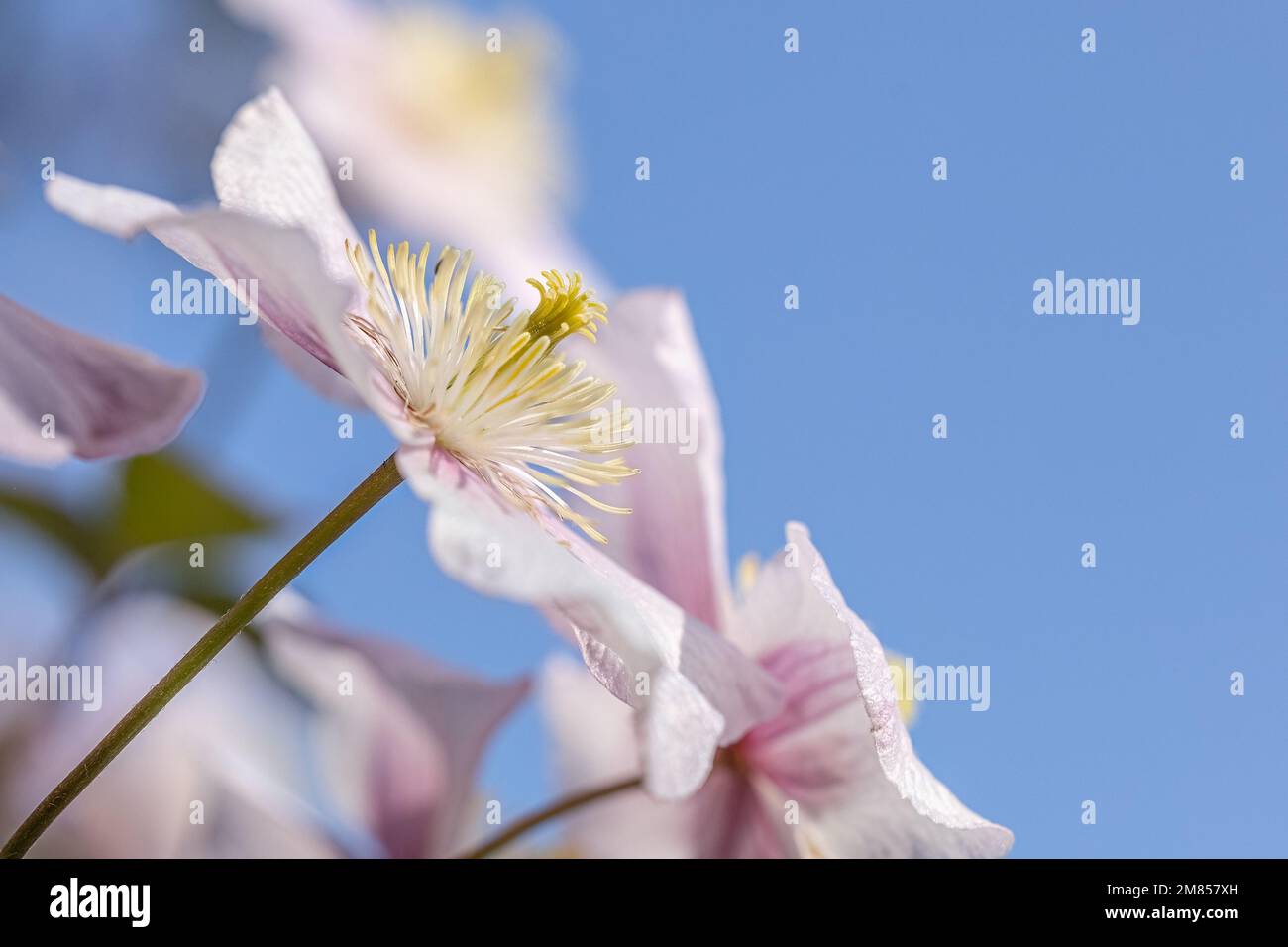 a clematis, photographed with the blue sky in the background Stock ...
