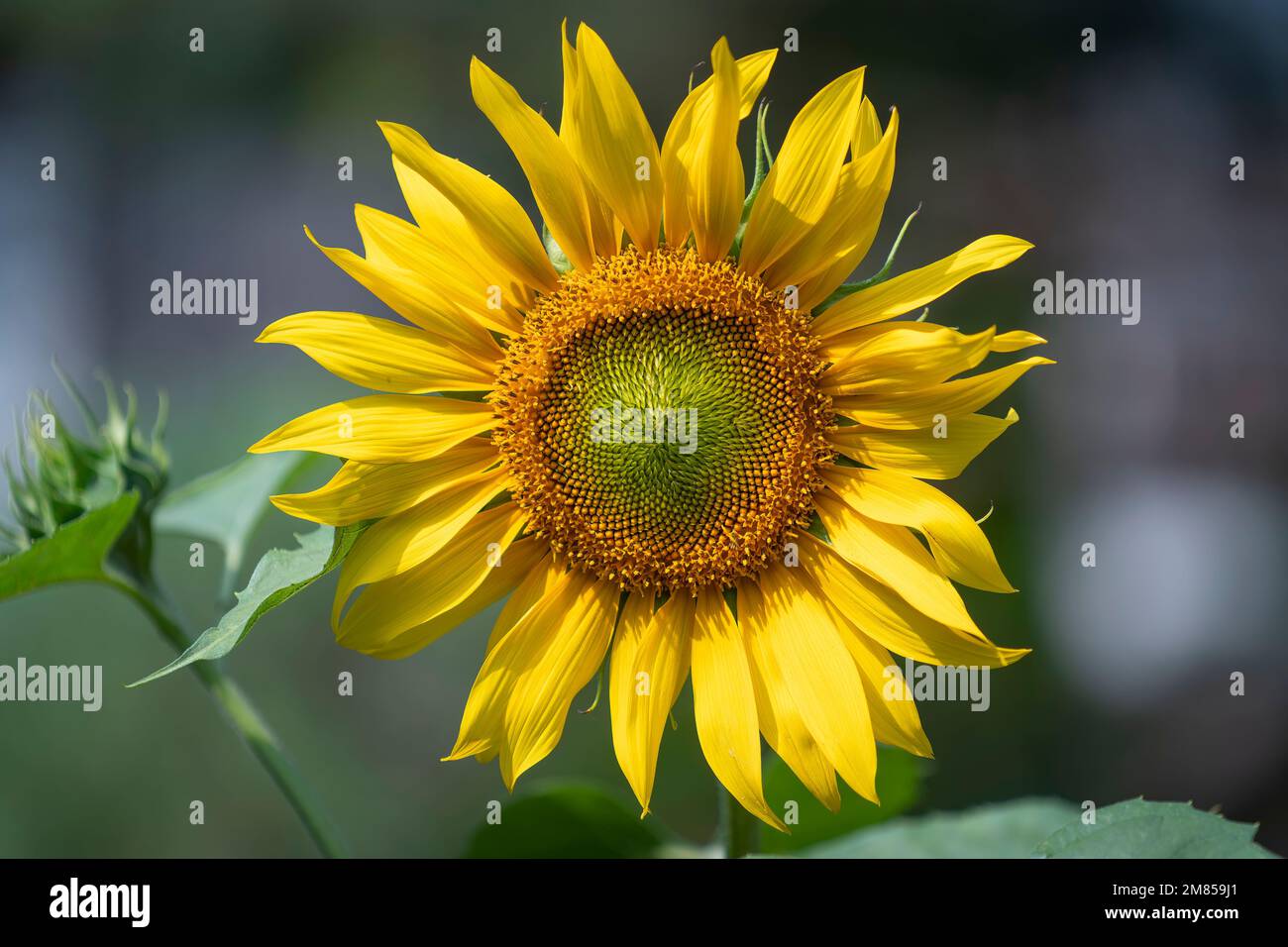 Sunflower with leaves hi-res stock photography and images - Alamy