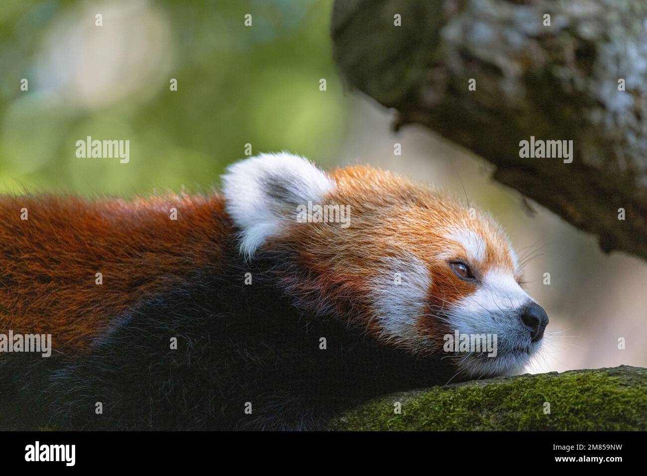 Red panda (Ailurus fulgens). The red panda is found in mountainous ...