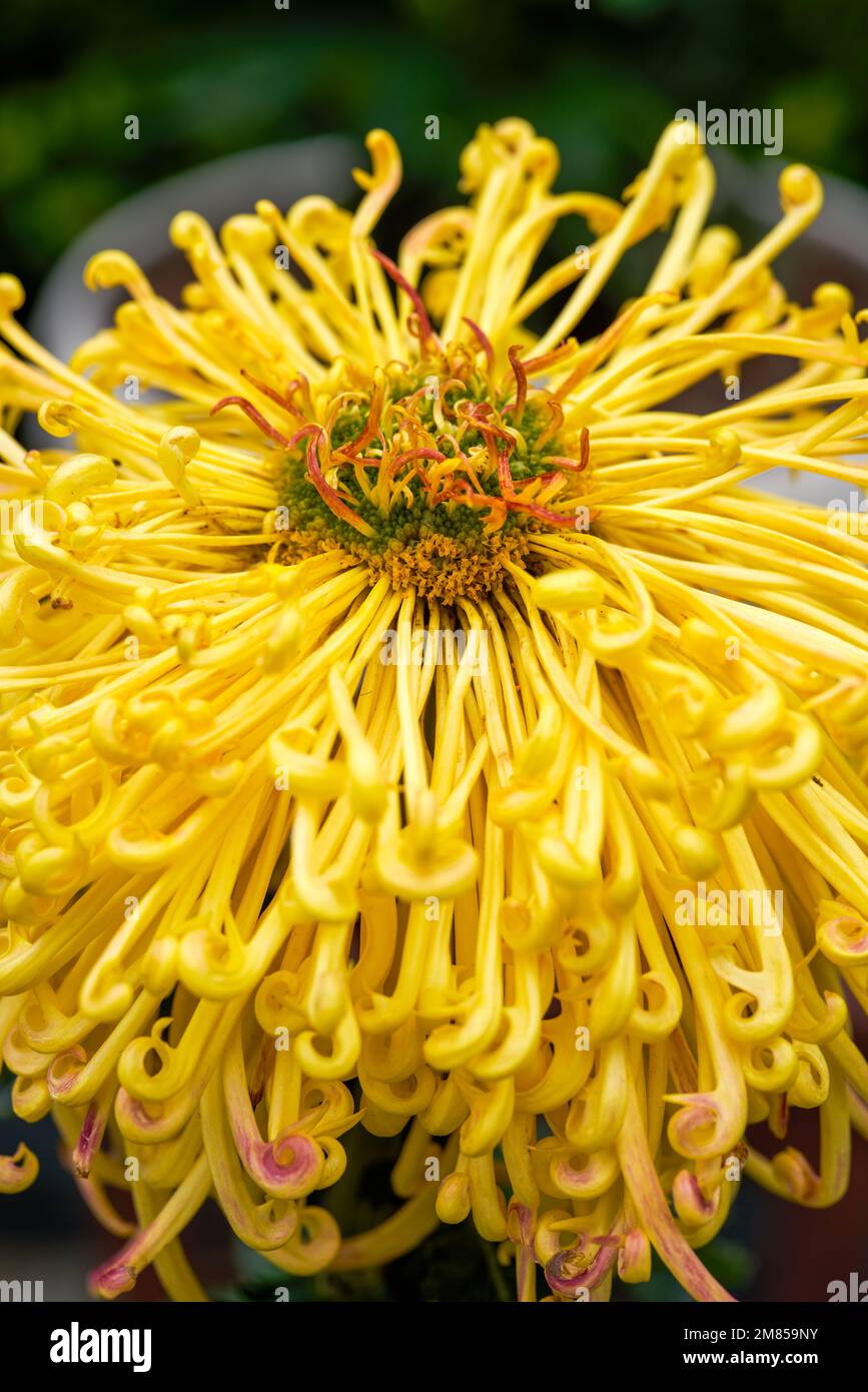 White chrysanthemums big yellow flowers hi-res stock photography and ...