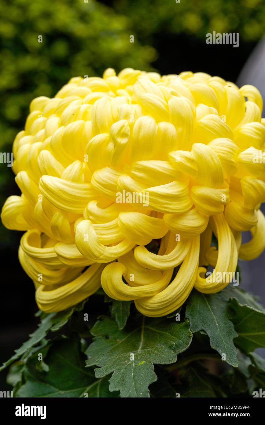 White chrysanthemums big yellow flowers hi-res stock photography and ...
