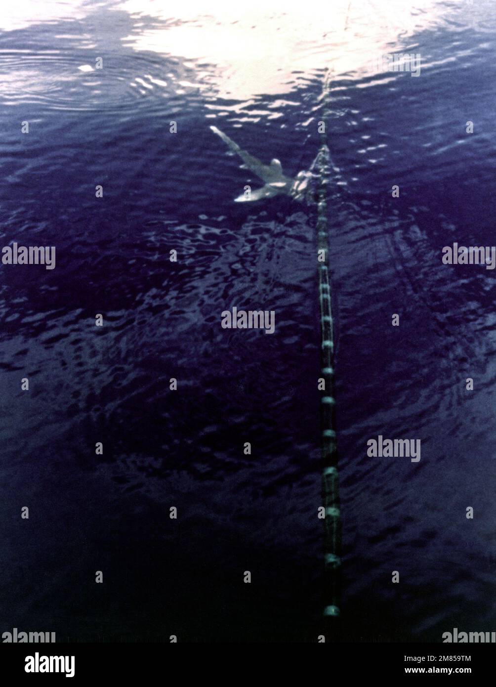 A shark attacks a surveillance towed array sensor system (SURTASS ...
