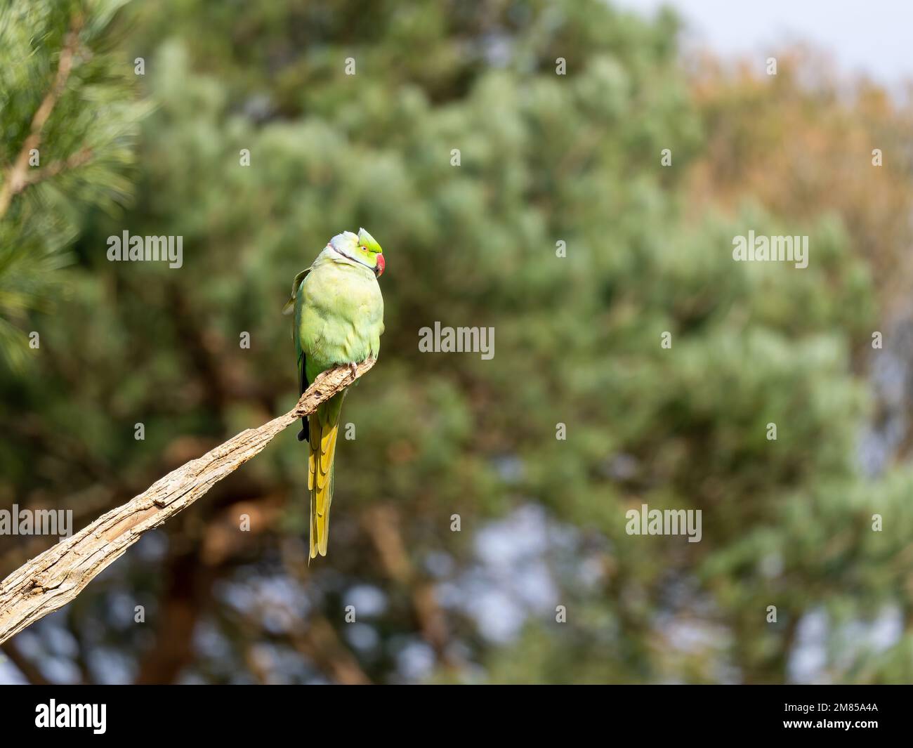 Ring Necked Parakeet Perced on a Branch Stock Photo - Alamy