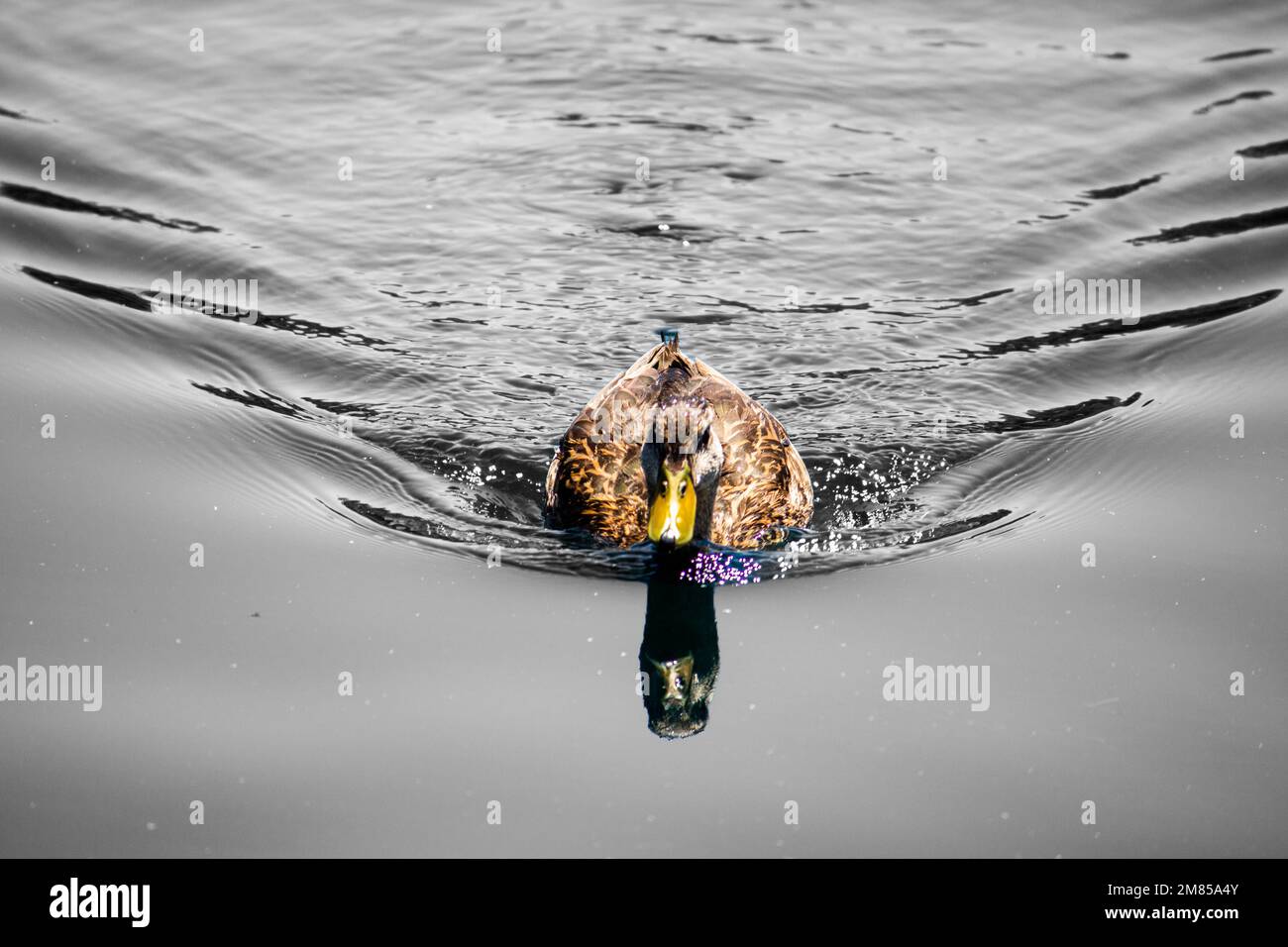 A female mallard floating in the lake, Arizona, AZ, USA Stock Photo - Alamy