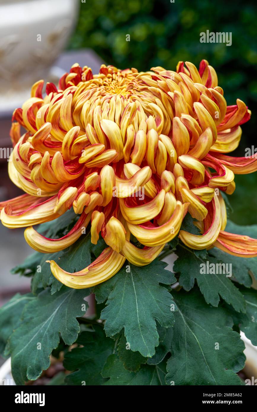 White chrysanthemums big yellow flowers hi-res stock photography and ...
