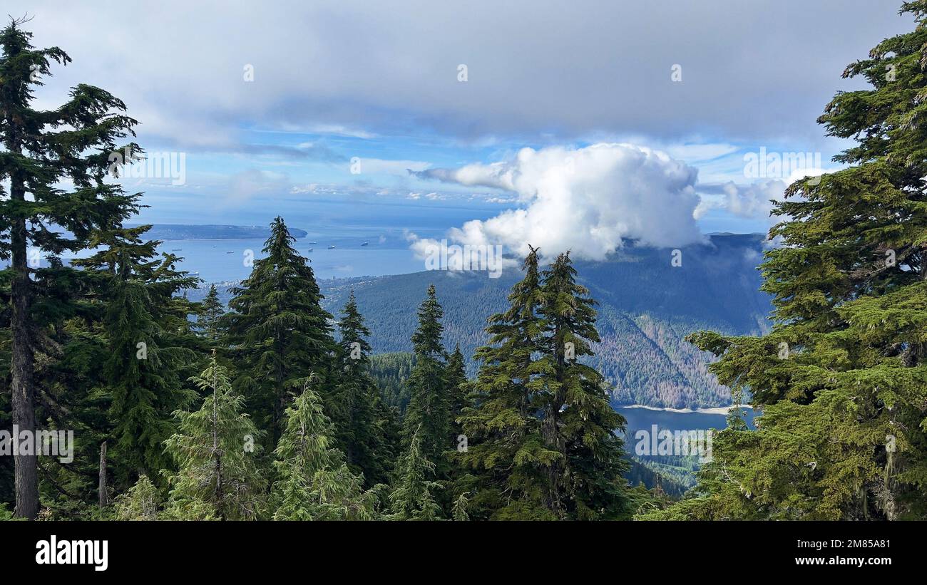An aerial view of a beautiful forest near the mountains in Vancouver ...