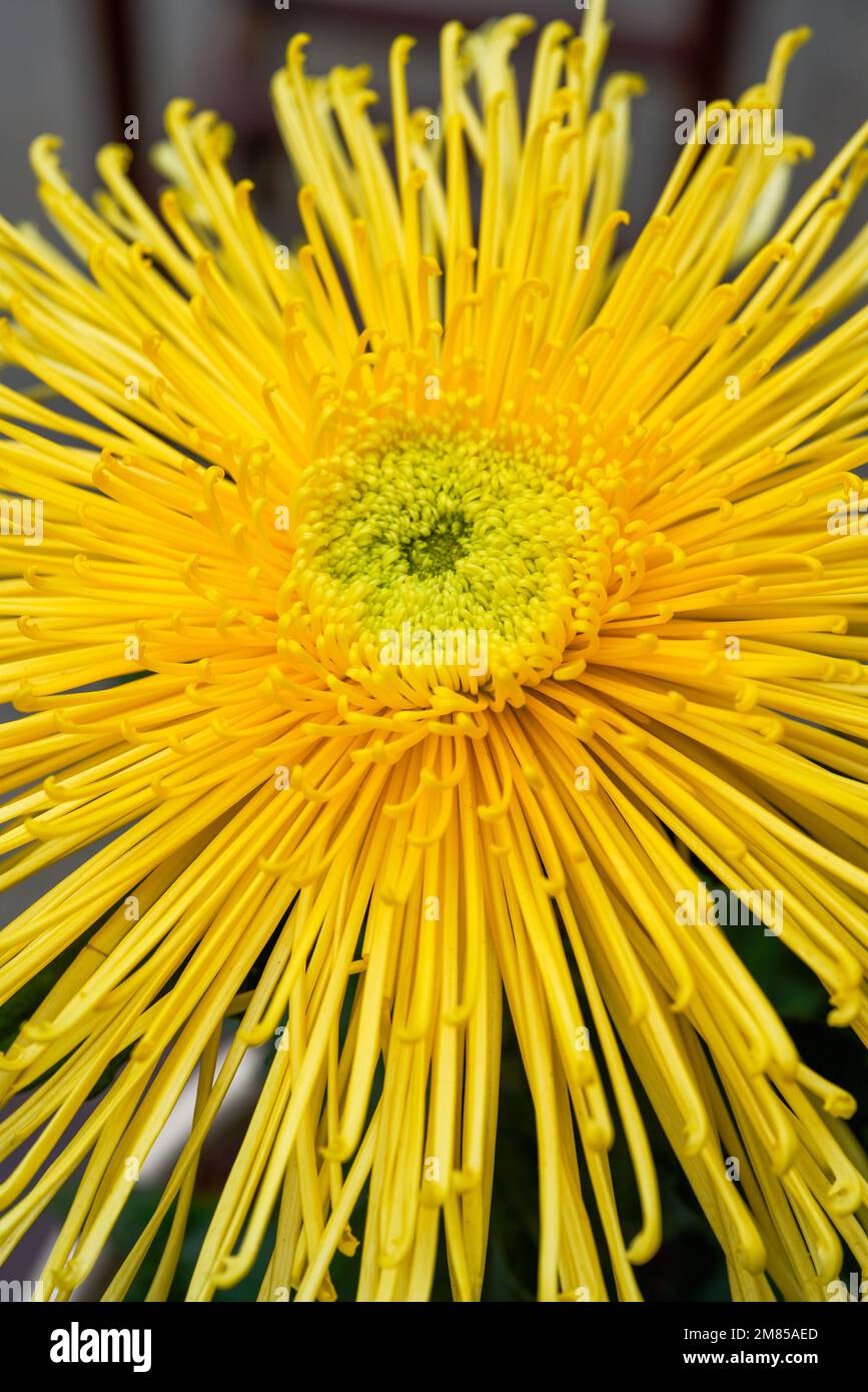 White chrysanthemums big yellow flowers hi-res stock photography and ...