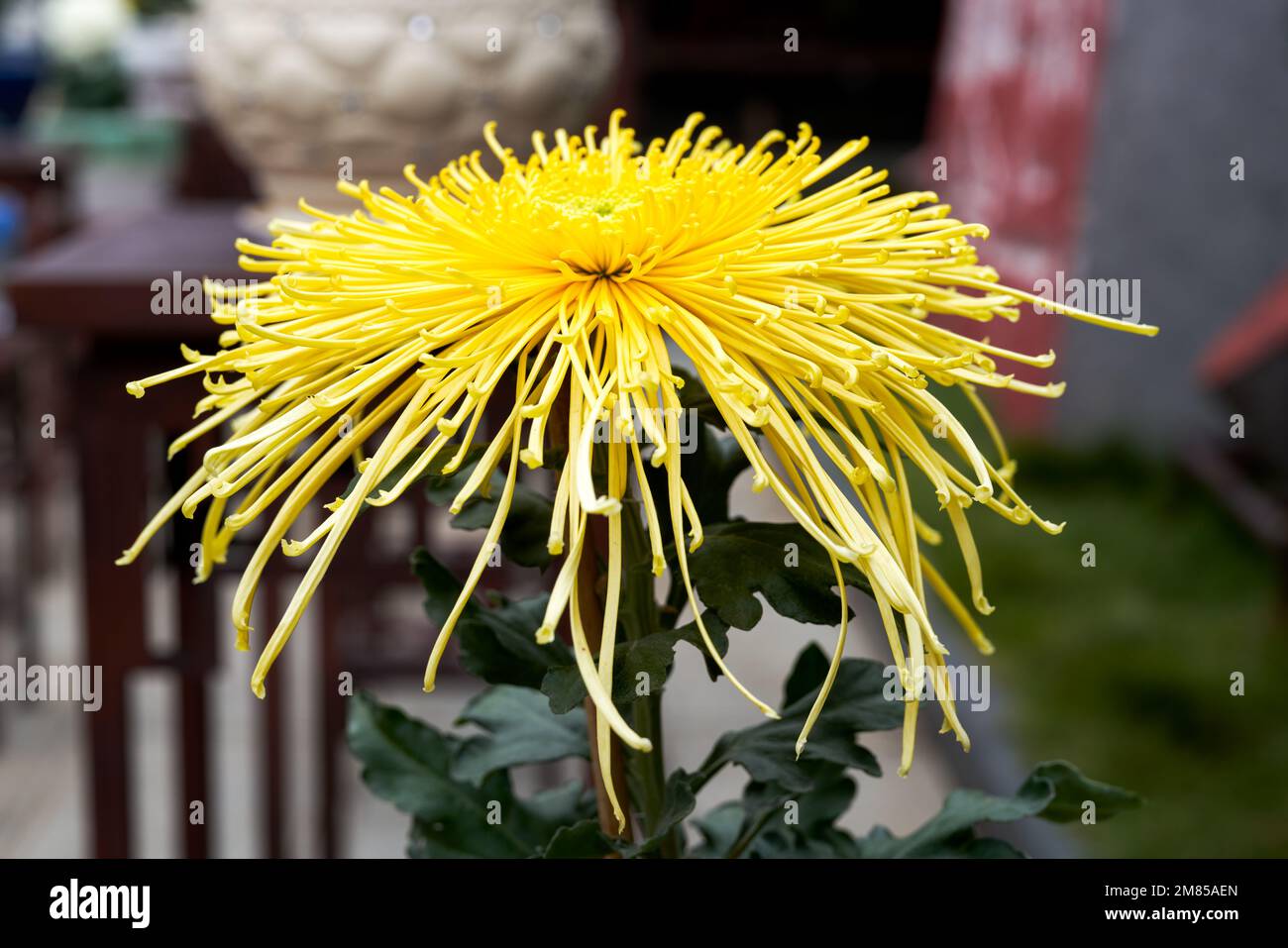 White chrysanthemums big yellow flowers hi-res stock photography and ...