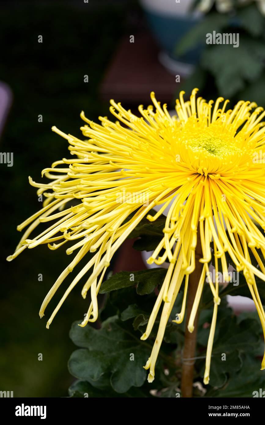 White chrysanthemums big yellow flowers hi-res stock photography and ...