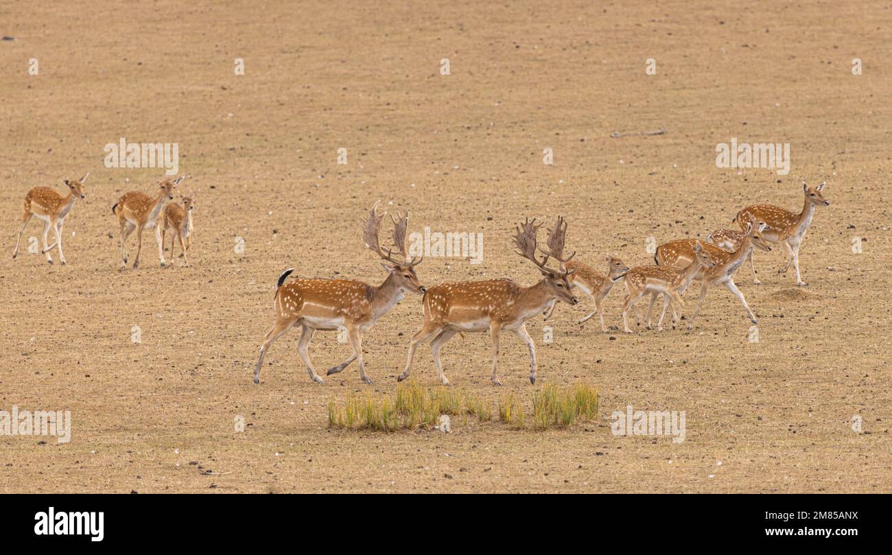 European fallow deer (Dama dama), also known as the common fallow deer ...