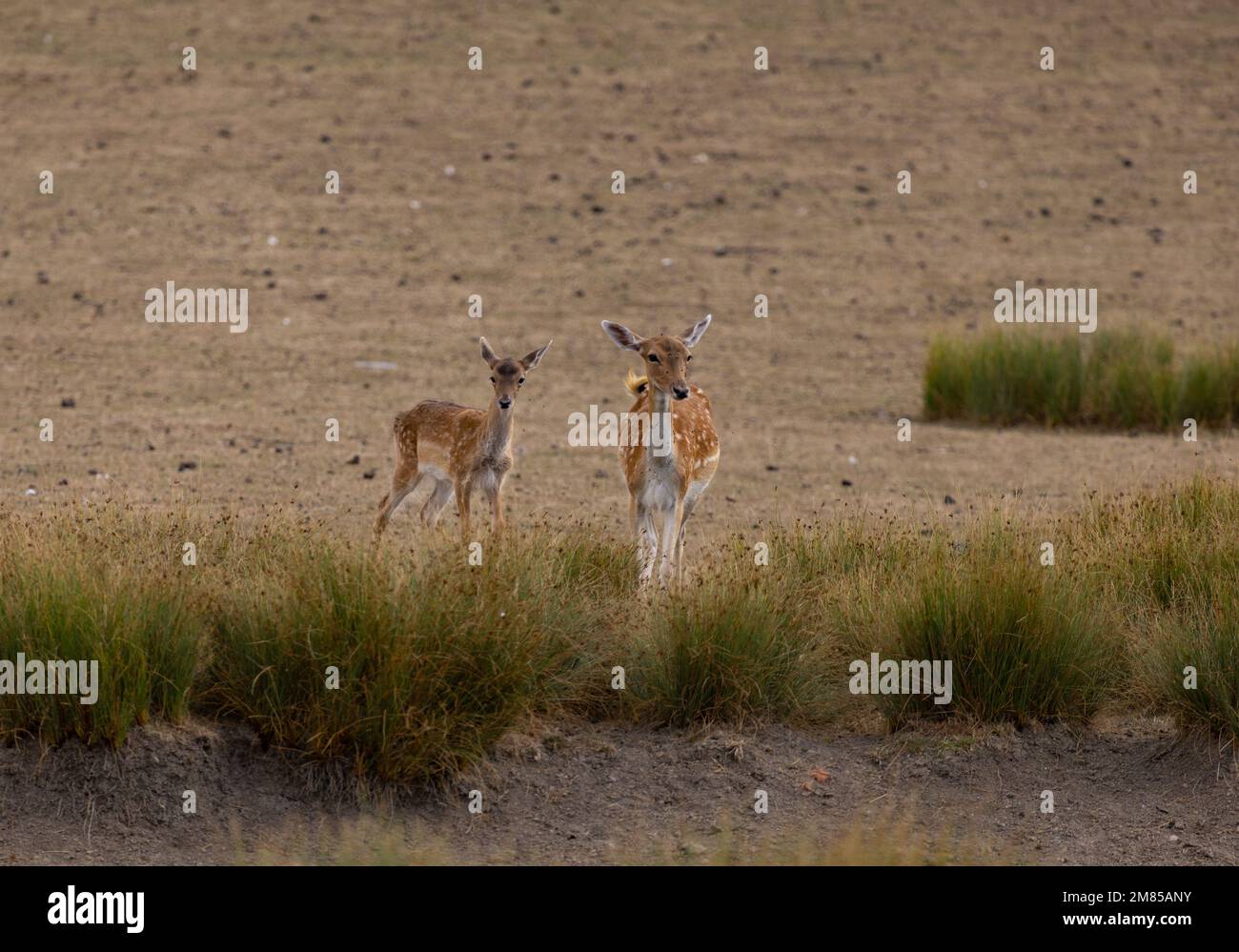 European fallow deer (Dama dama), also known as the common fallow deer ...
