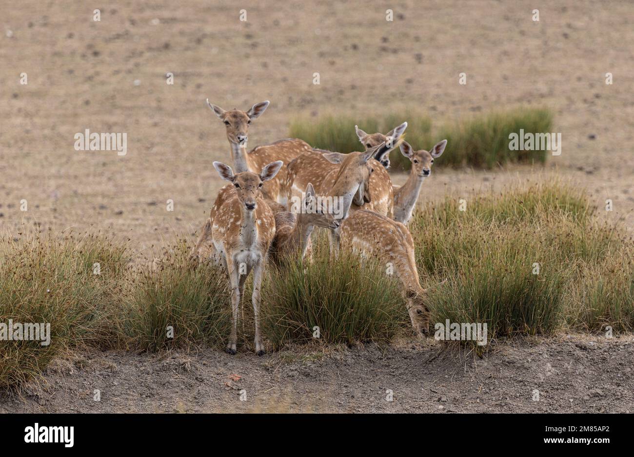 European fallow deer (Dama dama), also known as the common fallow deer ...