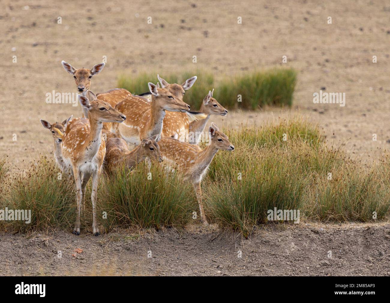 European fallow deer (Dama dama), also known as the common fallow deer ...