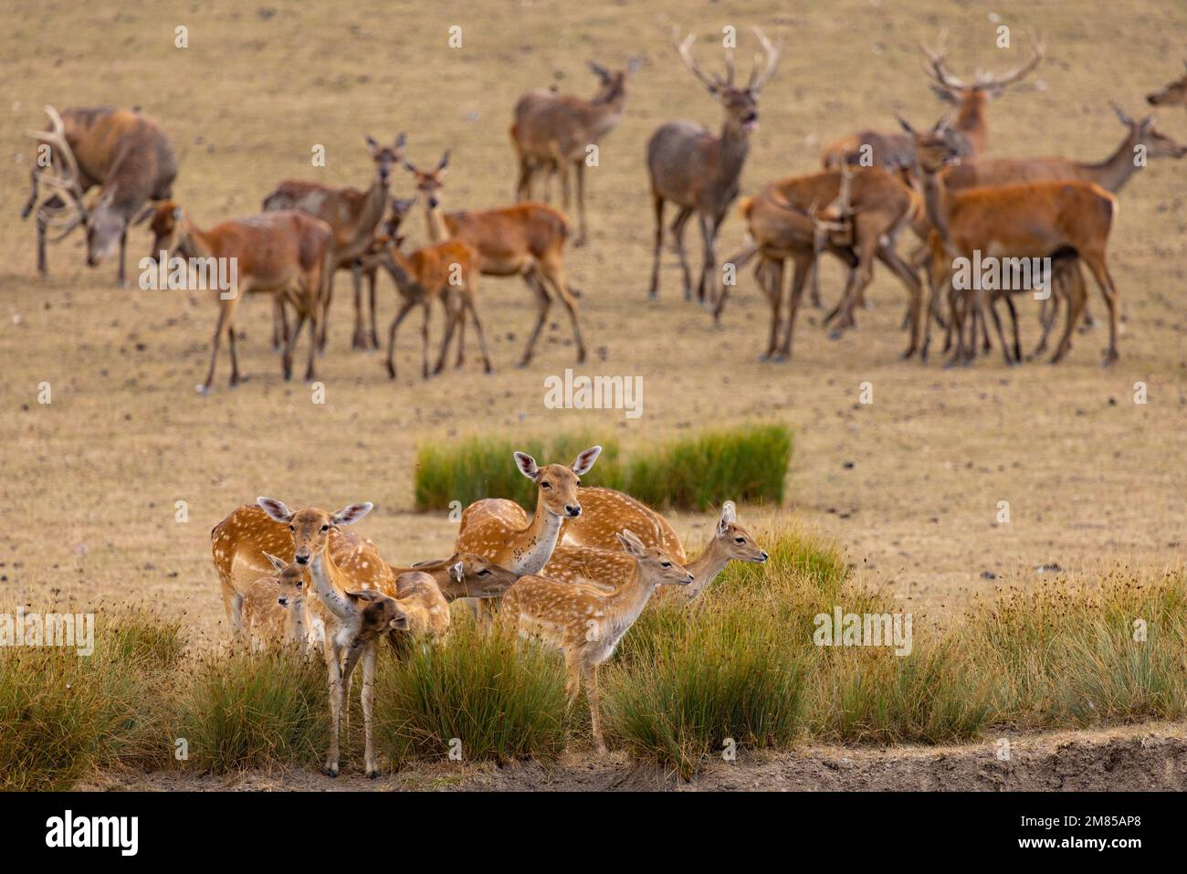 European fallow deer (Dama dama), also known as the common fallow deer ...