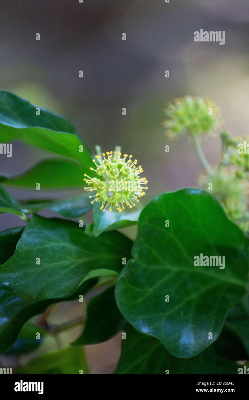 Ivy vegetation hi-res stock photography and images - Alamy