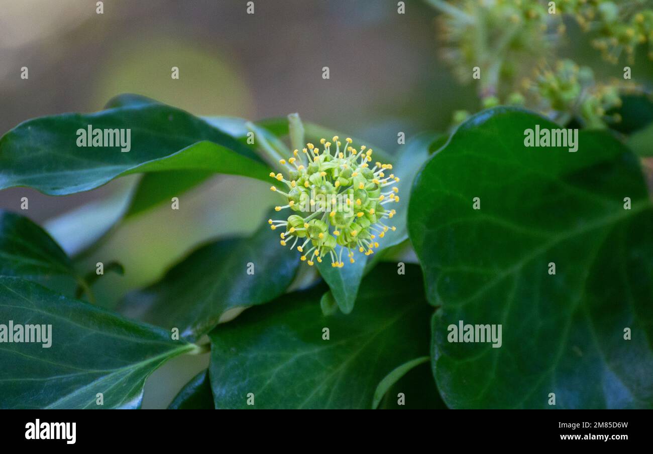 Vegetation wall hi-res stock photography and images - Alamy