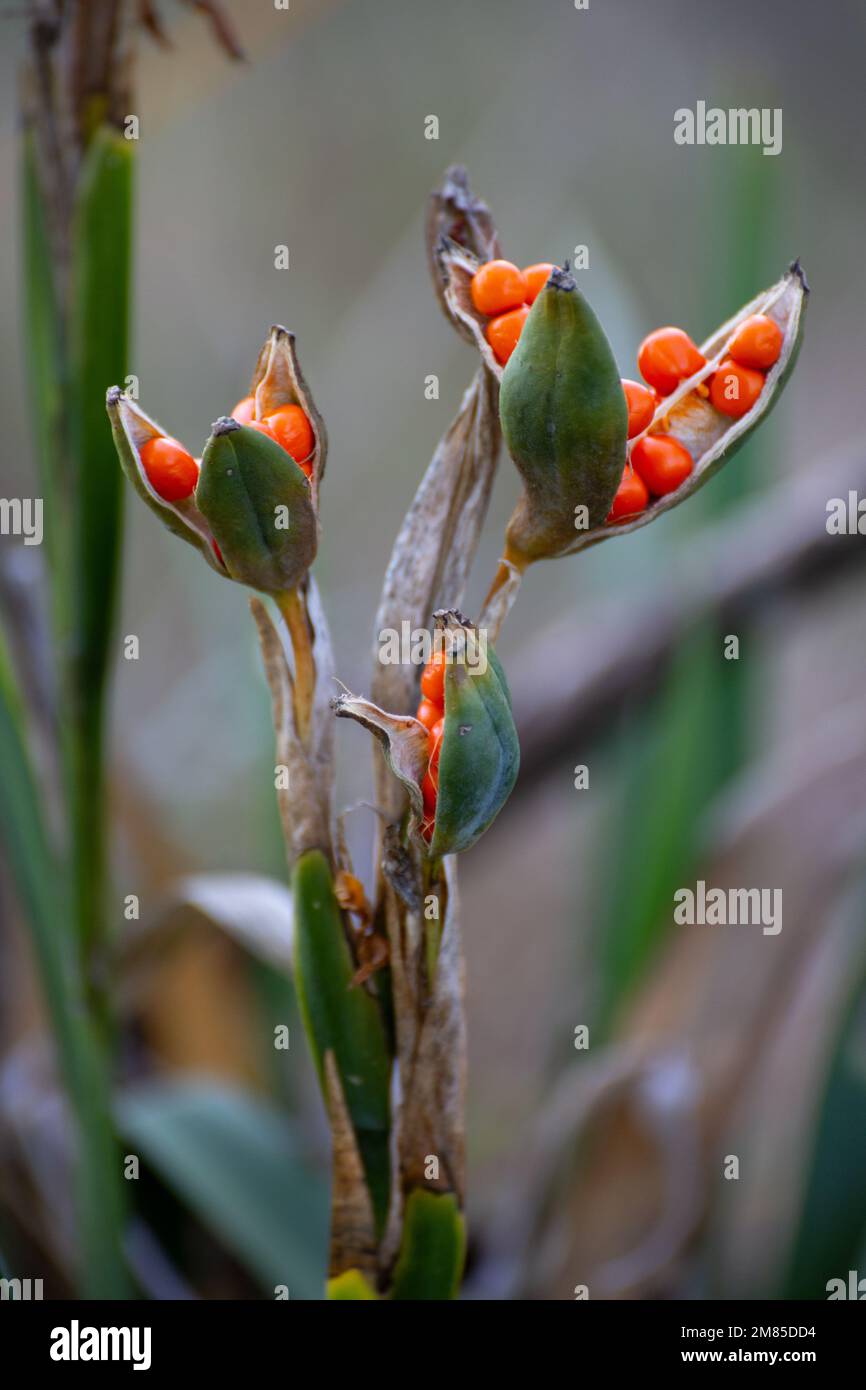 Plant, Iris foetidissima Stock Photo - Alamy