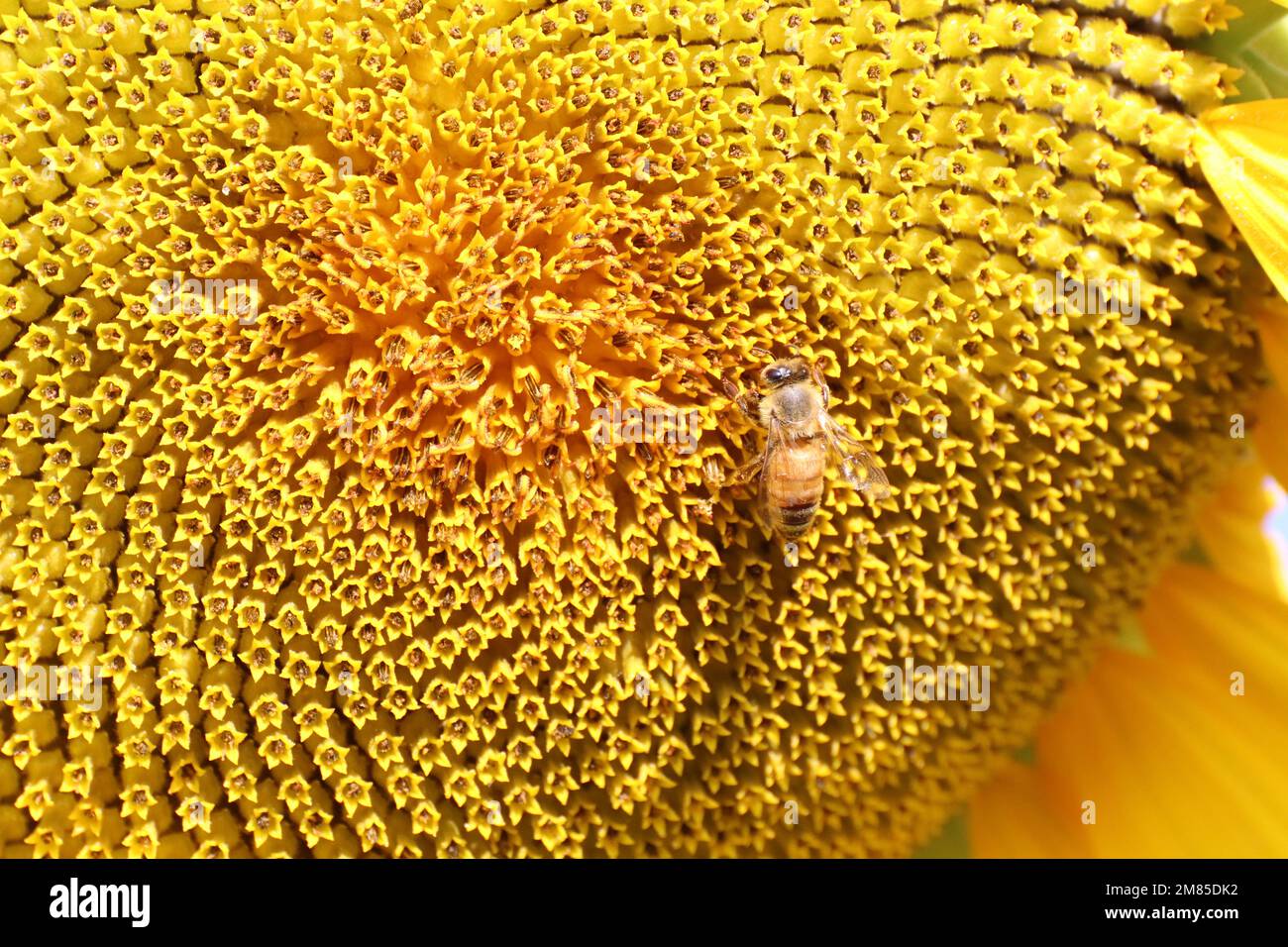 Yellow sunflower field bee hi-res stock photography and images - Alamy
