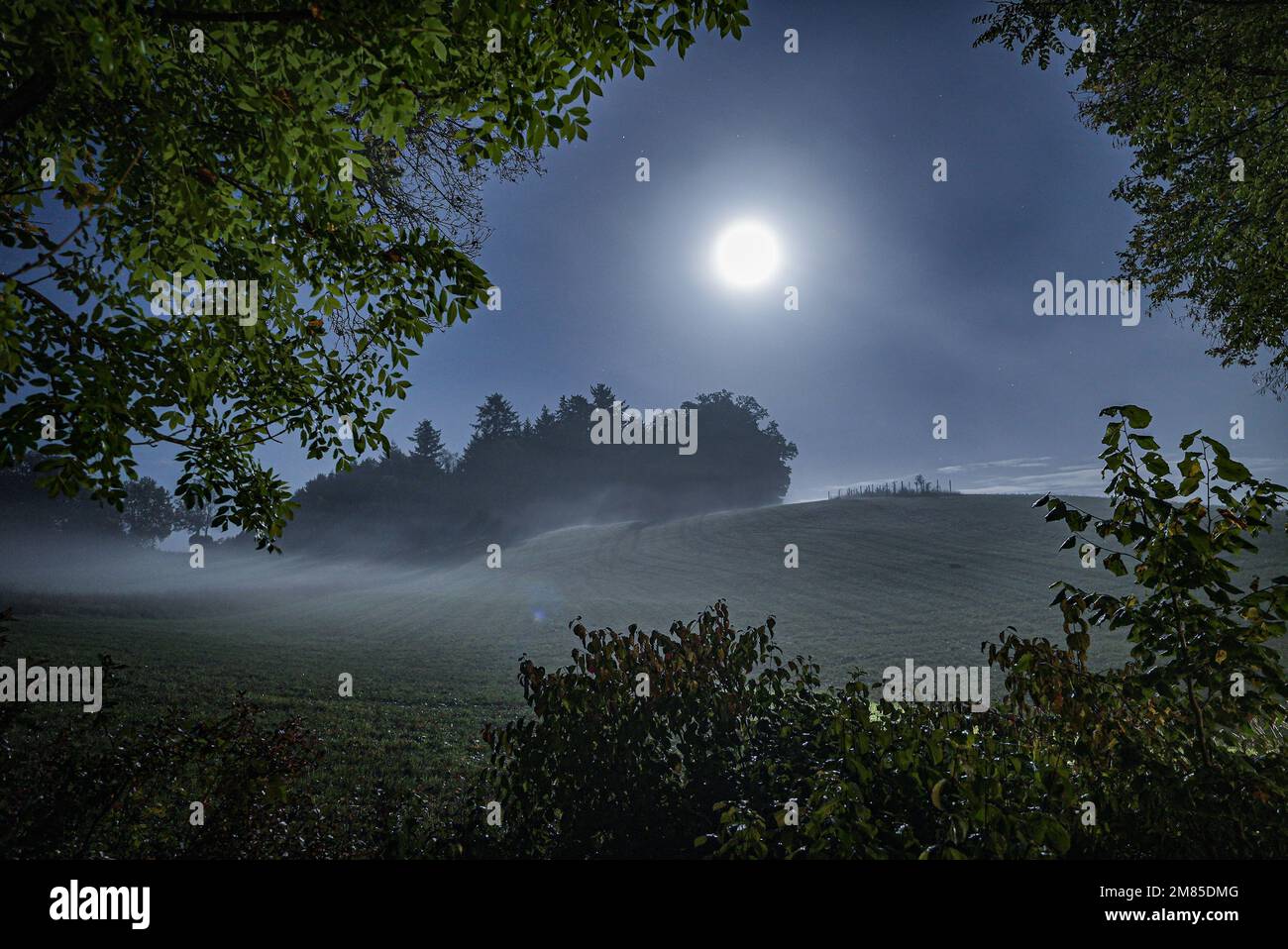 A Foggy night view with full moon looking through the hedges Stock ...