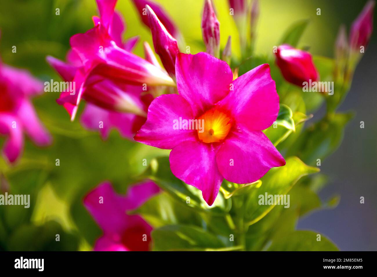 Mandevilla sanderi flower Stock Photo - Alamy