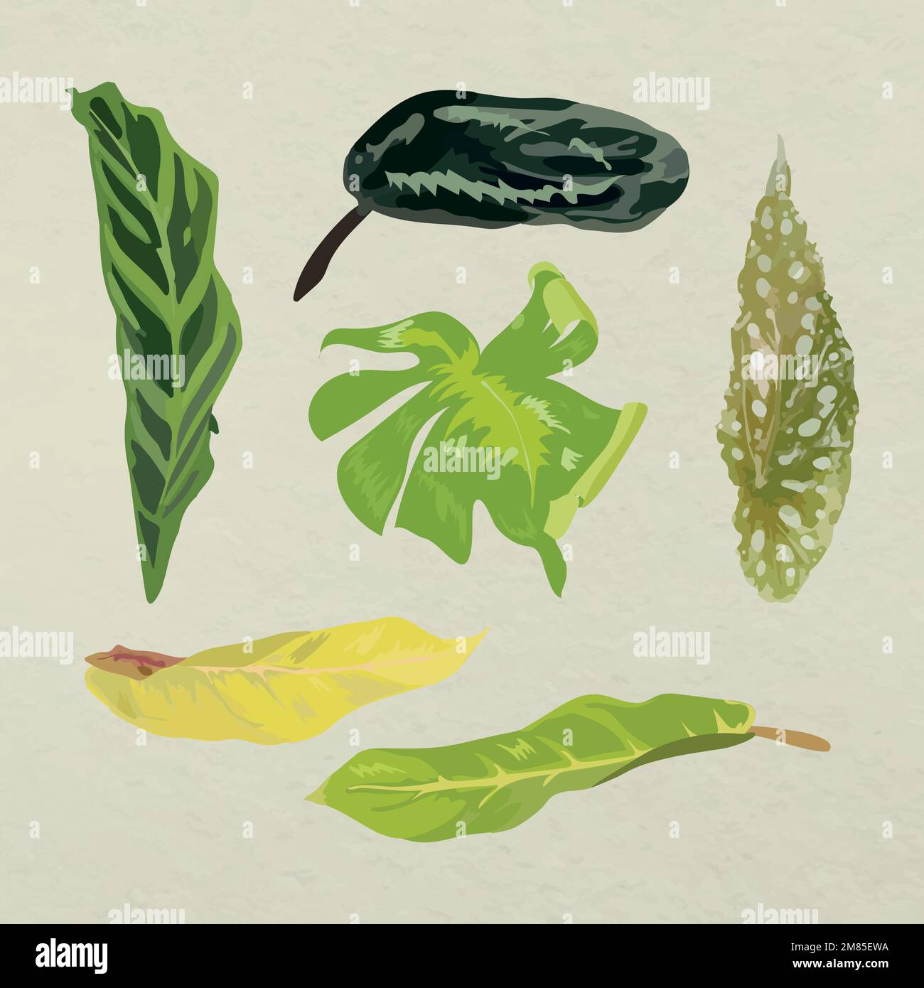 Tropical leaf vector art image set Stock Vector Image & Art - Alamy