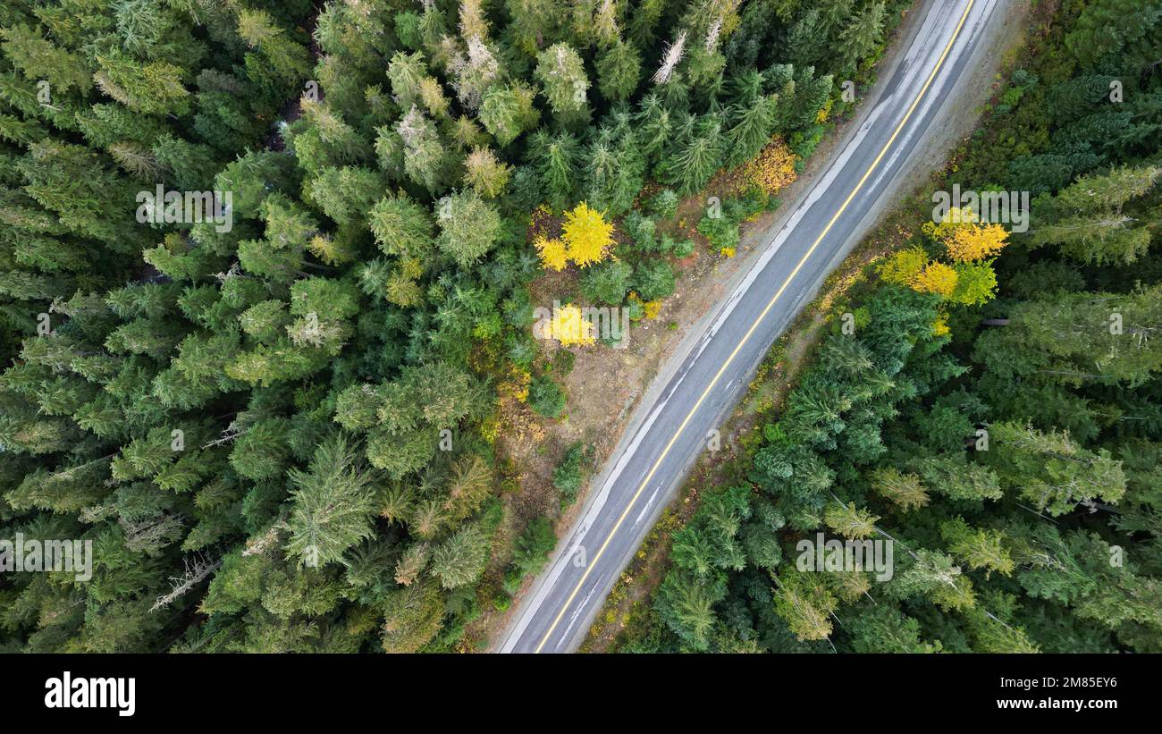 An aerial view of a long and narrow road through the dense forest with ...