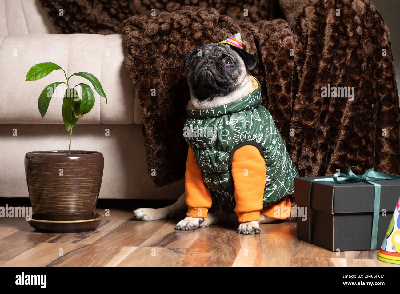 A little pug in a festive cap and costume sits near the gift, the pet ...