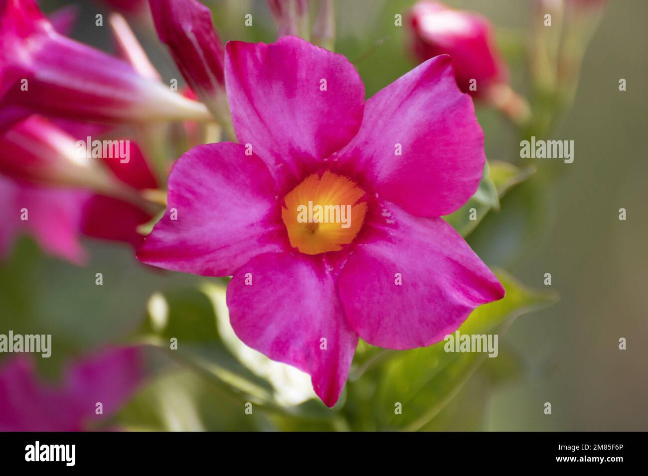 Mandevilla sanderi flower Stock Photo - Alamy