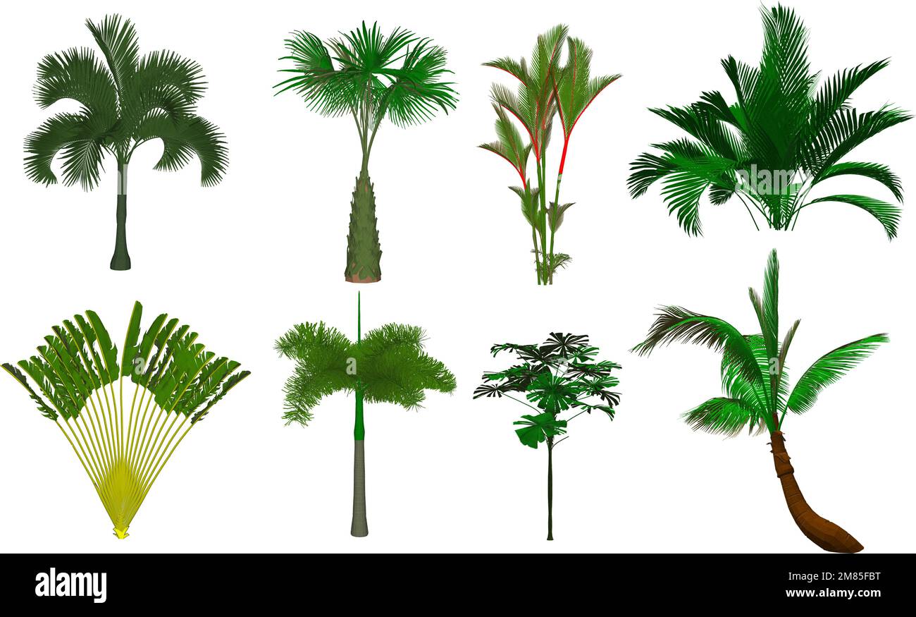 Collection of tree,trees isolated on white background Stock Vector ...