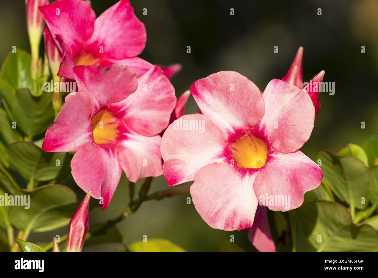 Mandevilla sanderi flower Stock Photo - Alamy