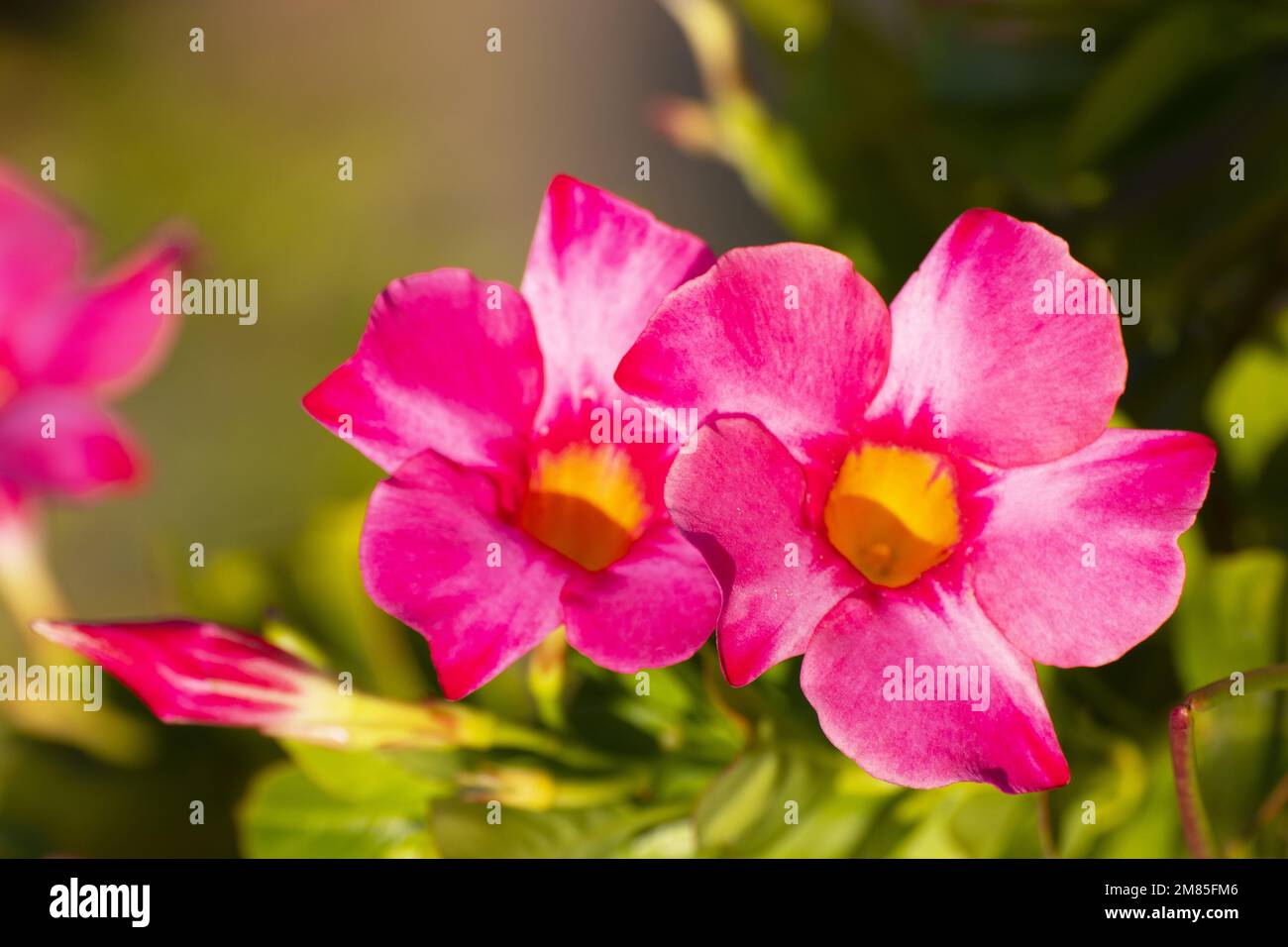 Mandevilla sanderi flower Stock Photo - Alamy