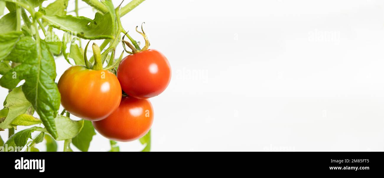 Growing tomatoes from seeds, step by step. Step 13 - ripe tomatoes ...