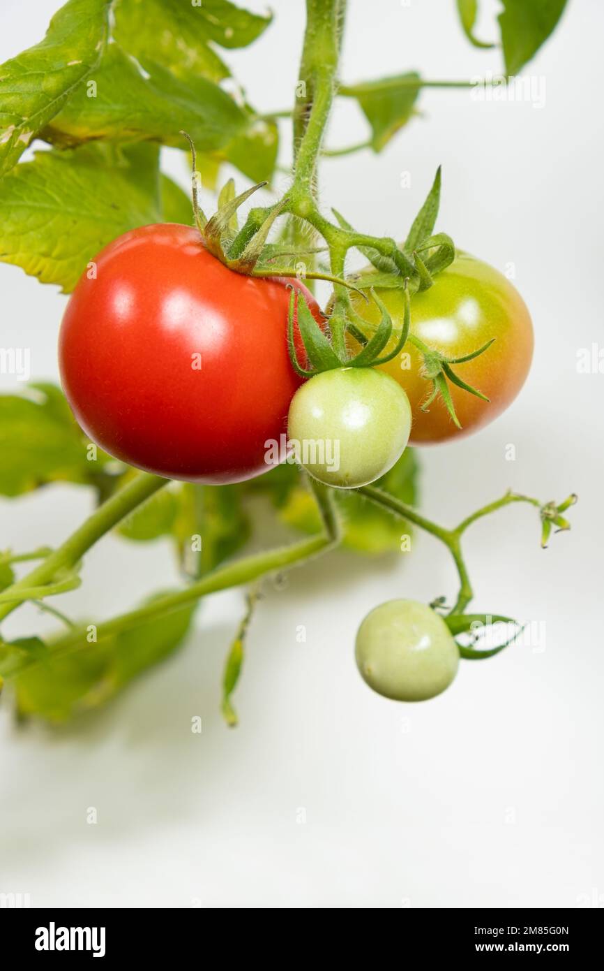Growing tomatoes from seeds, step by step. Step 13 - ripe tomatoes ...