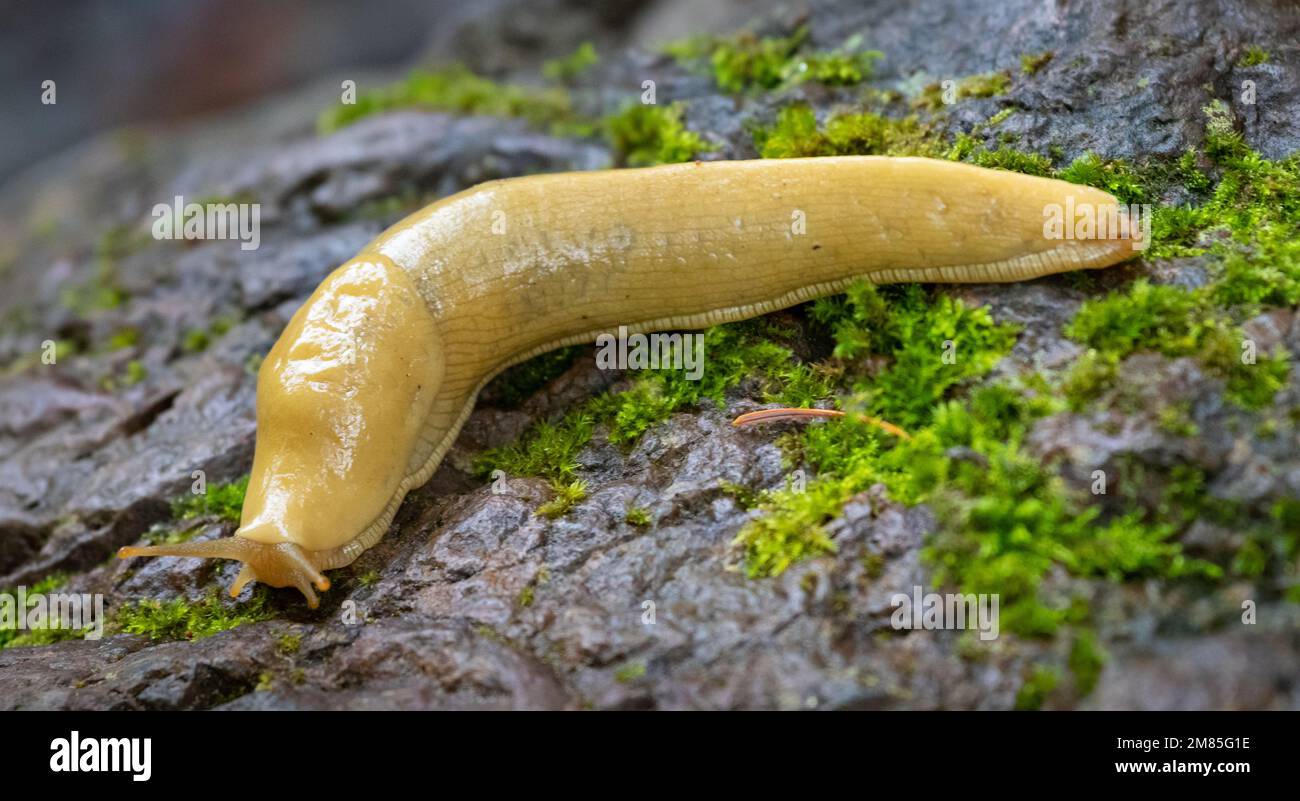 Pacific northwest slug hi-res stock photography and images - Alamy