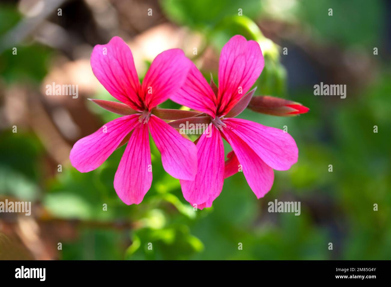 Pelargonium in gardening hi-res stock photography and images - Alamy