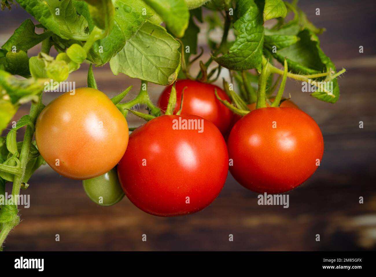 Growing tomatoes from seeds, step by step. Step 13 - ripe tomatoes ...