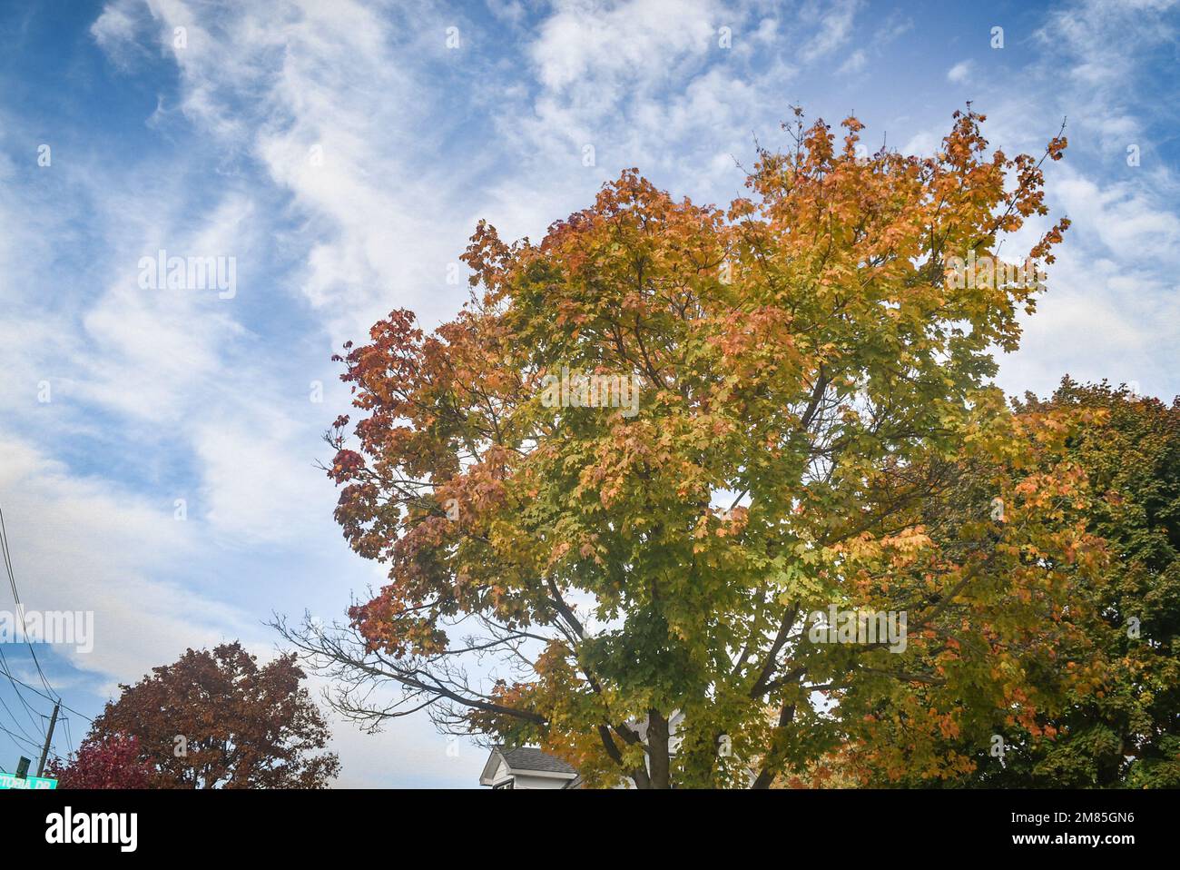 Maple trees changing colors during autumn season under blue sky in a ...