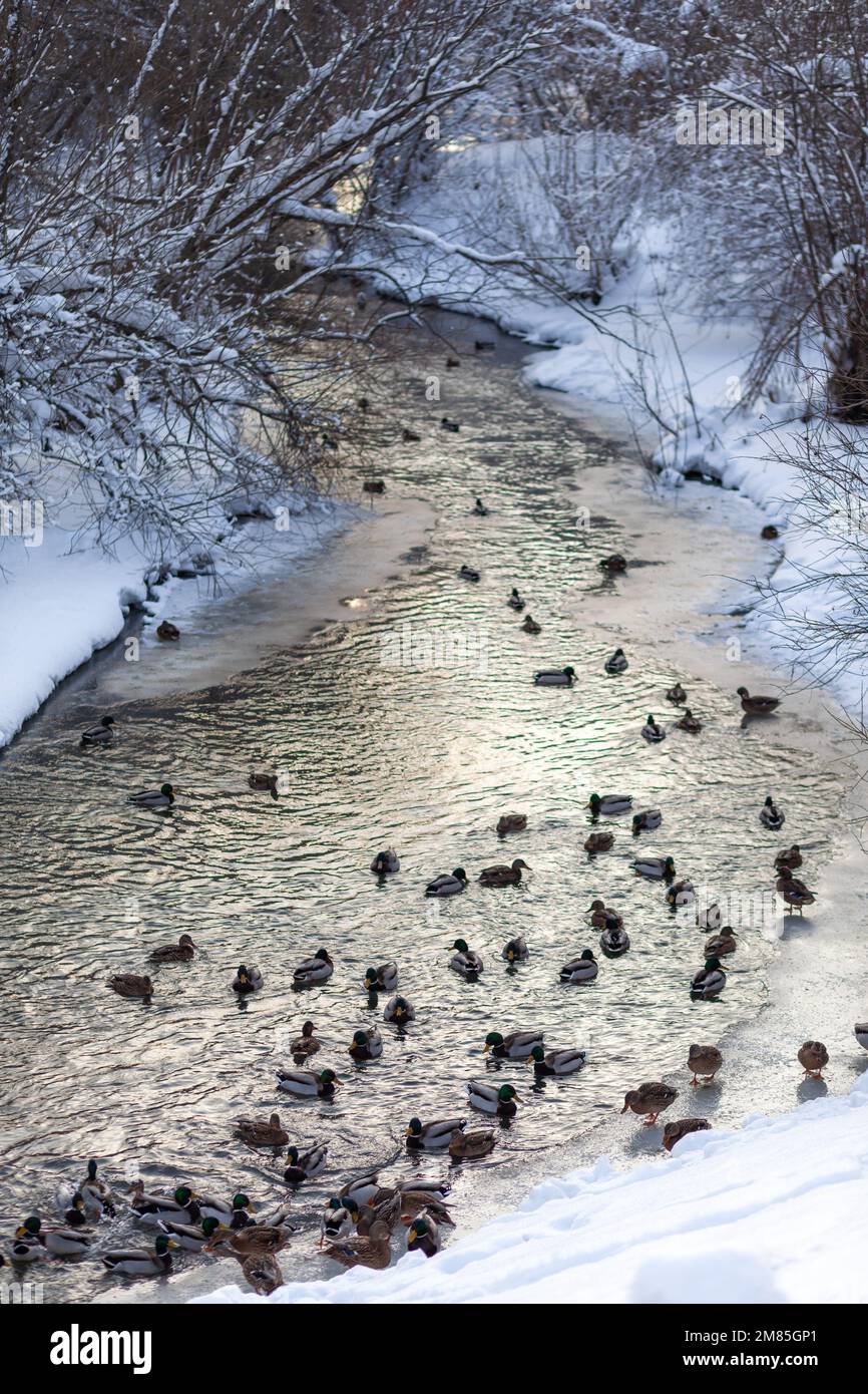 Ducks swim in the river in the city's public park in winter. Migration ...