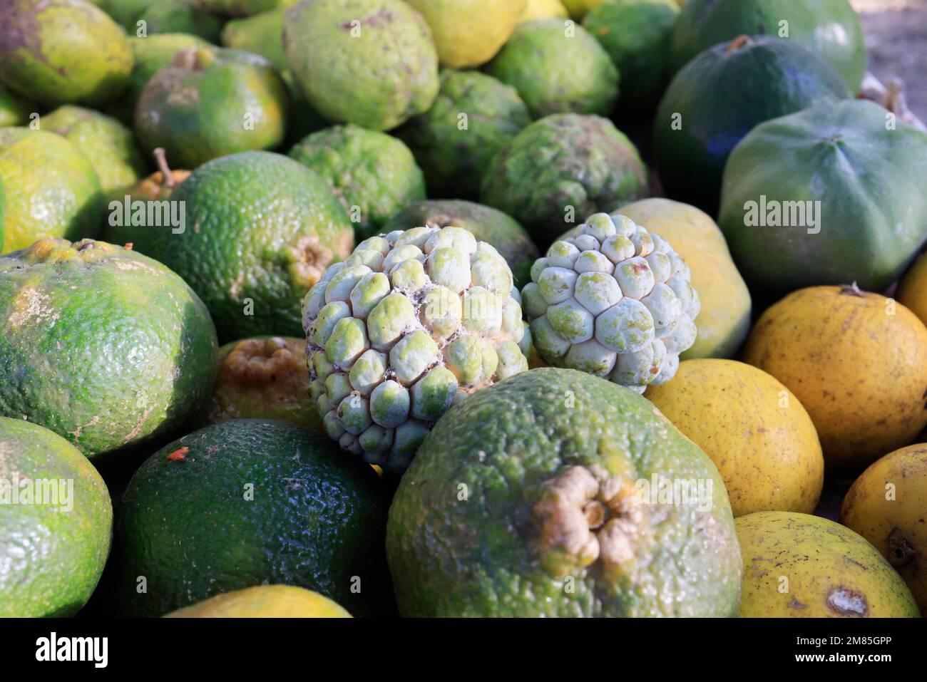 Negril in Jamaica, Caribbean, Middle America Stock Photo - Alamy