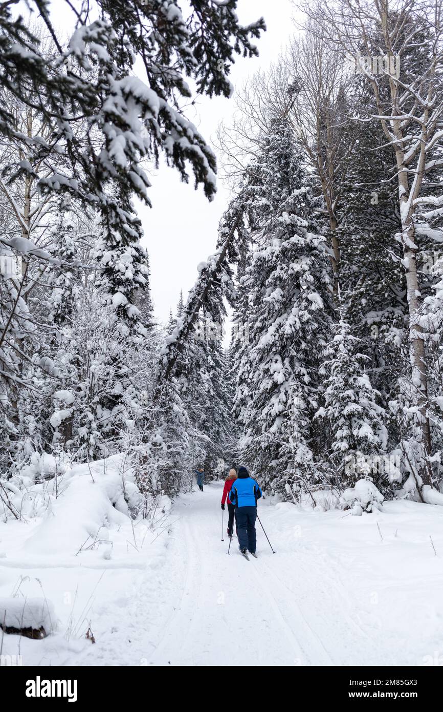 A walk through the winter forest. Snow trees and a cross-country ski ...