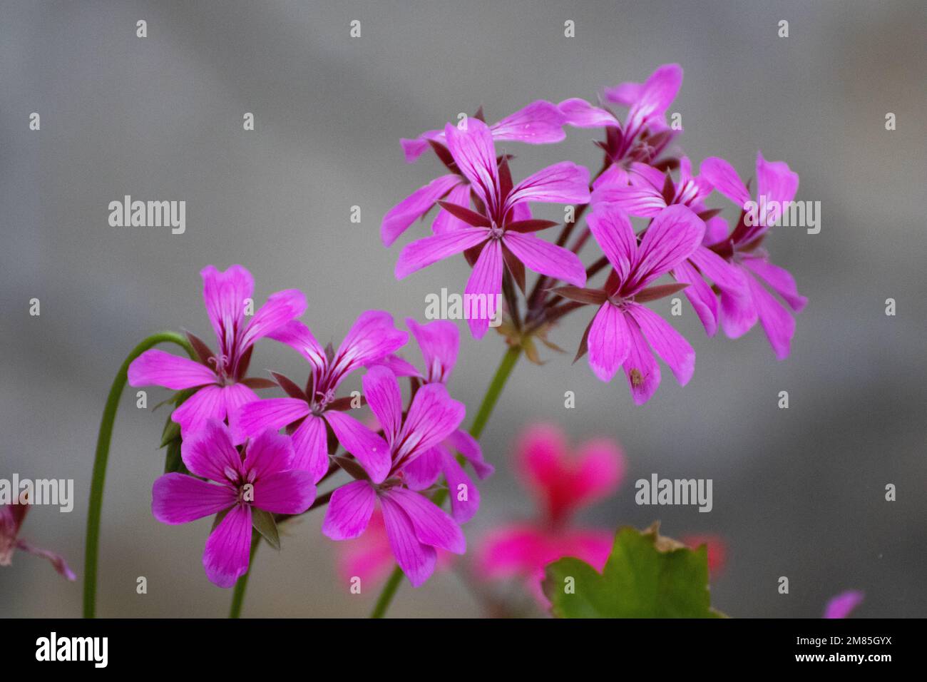 Vibrant cluster of geranium flowers hi-res stock photography and images ...