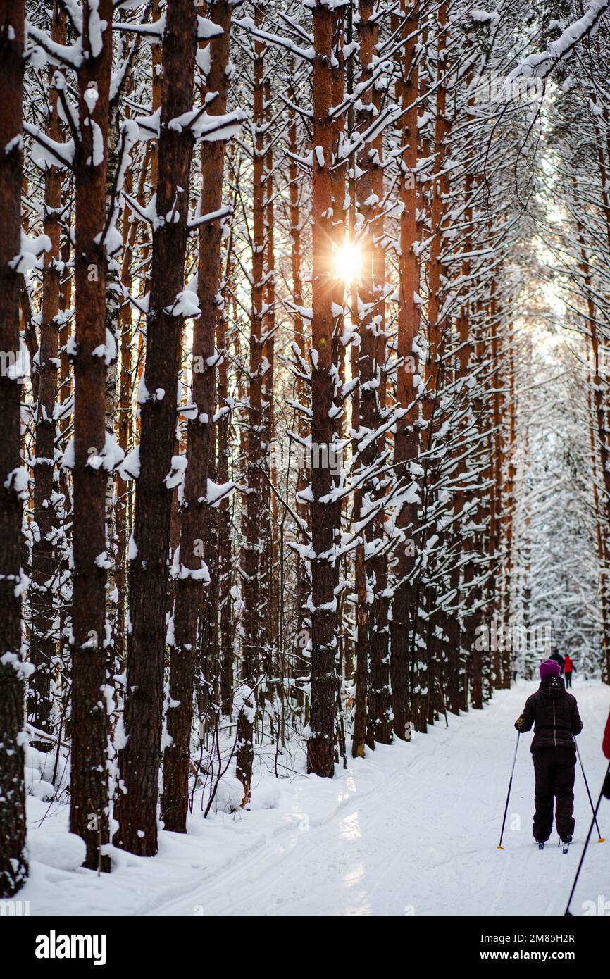 A walk through the winter forest. Snow trees and a cross-country ski ...