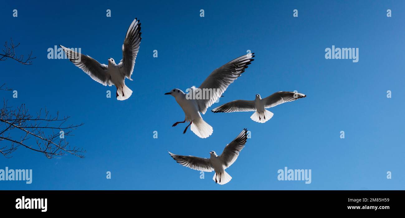 The flying pigeon Stock Photo - Alamy