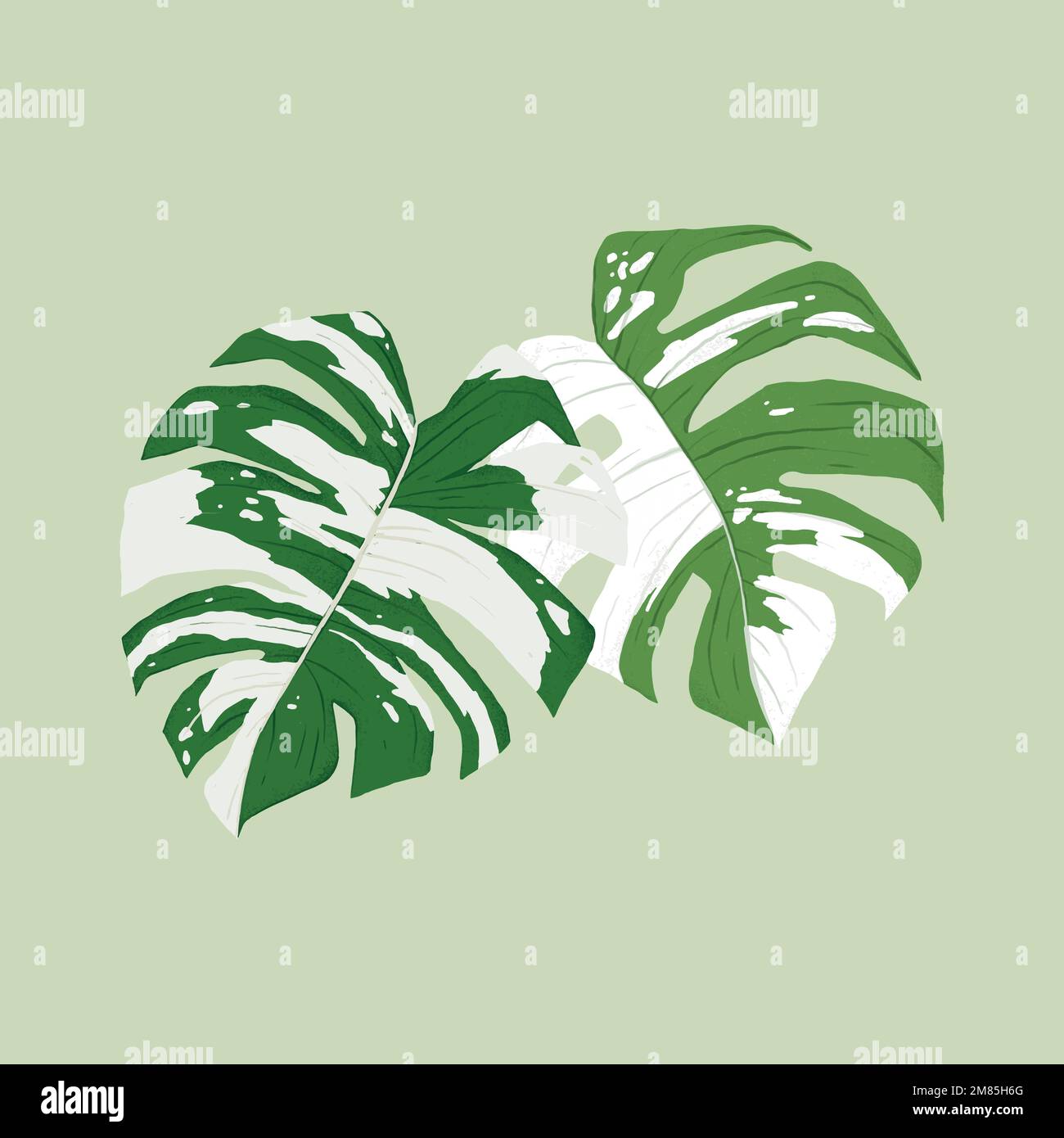 Monstera leaf vector plant botanical illustration Stock Vector Image ...
