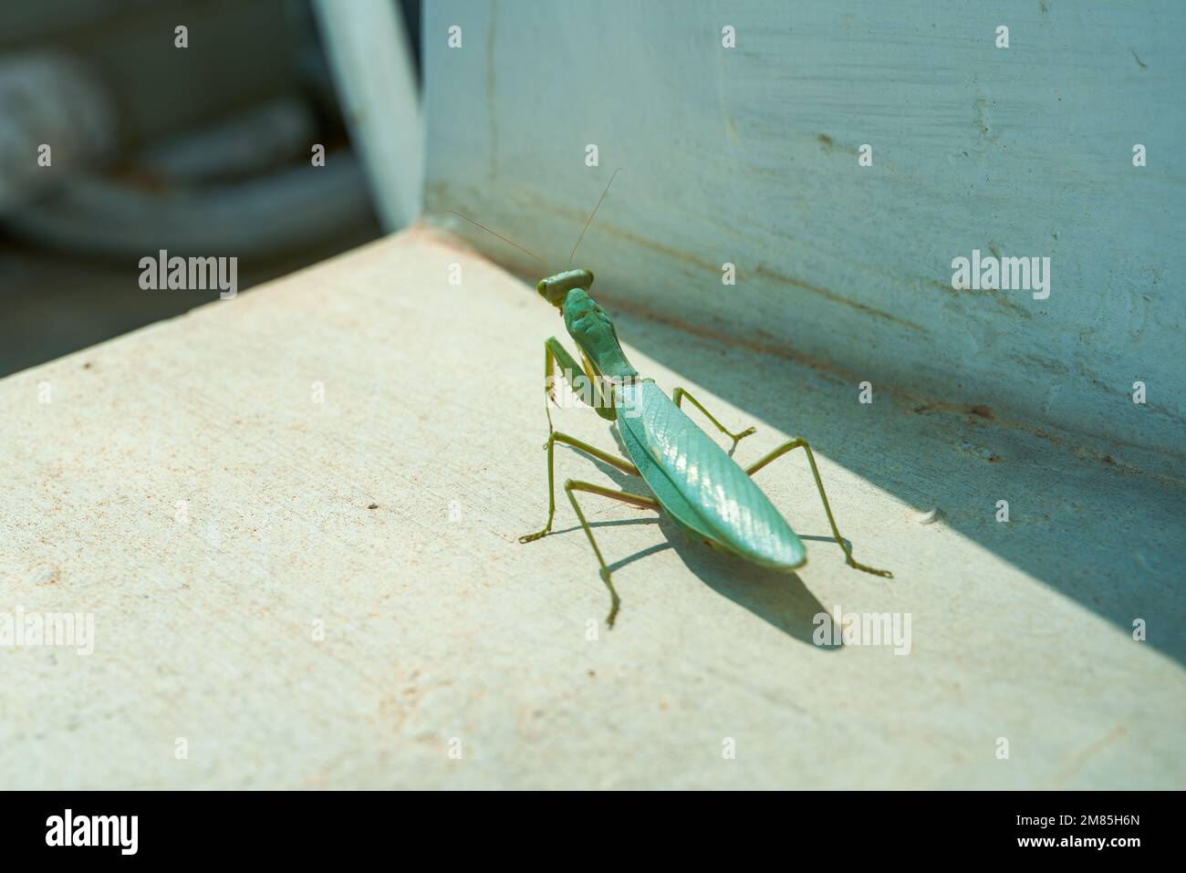 Praying mantis eating grasshopper hi-res stock photography and images ...