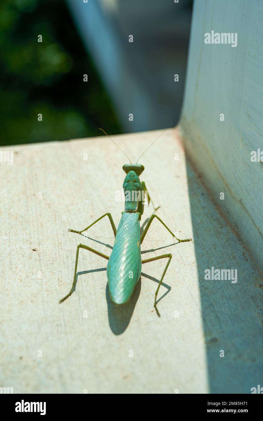 Golden mantis hi-res stock photography and images - Alamy