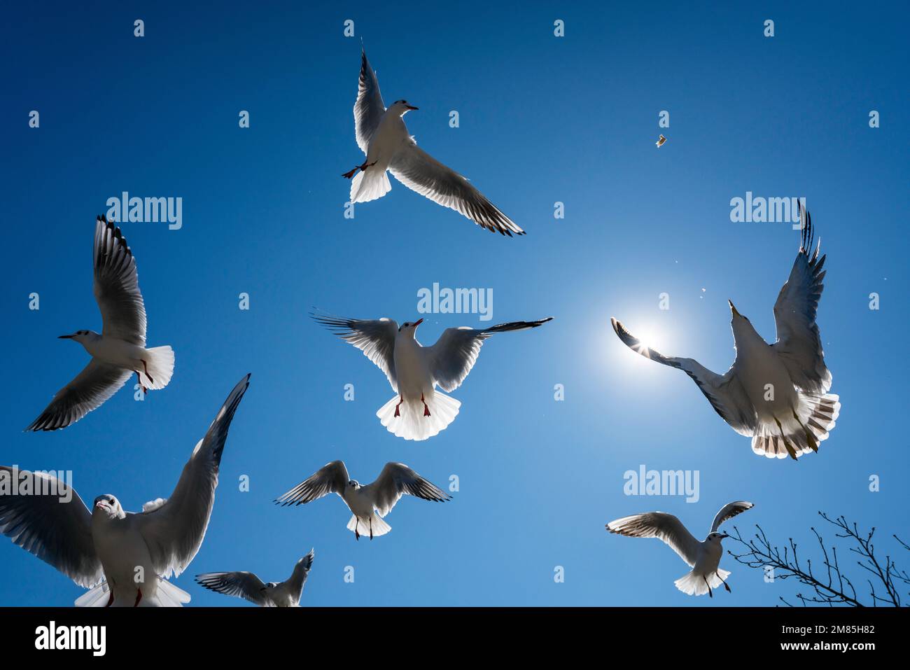 The flying pigeon Stock Photo - Alamy