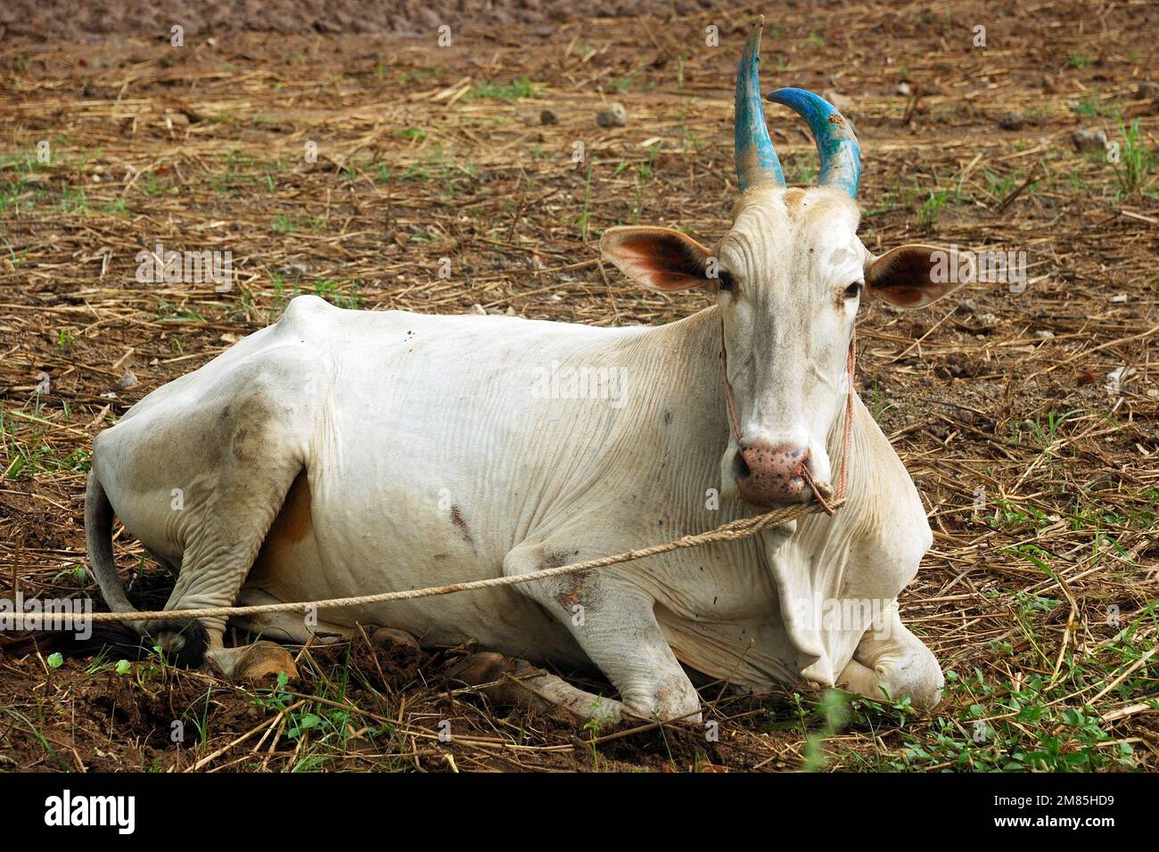 Indian cow in a farm field hi-res stock photography and images - Alamy